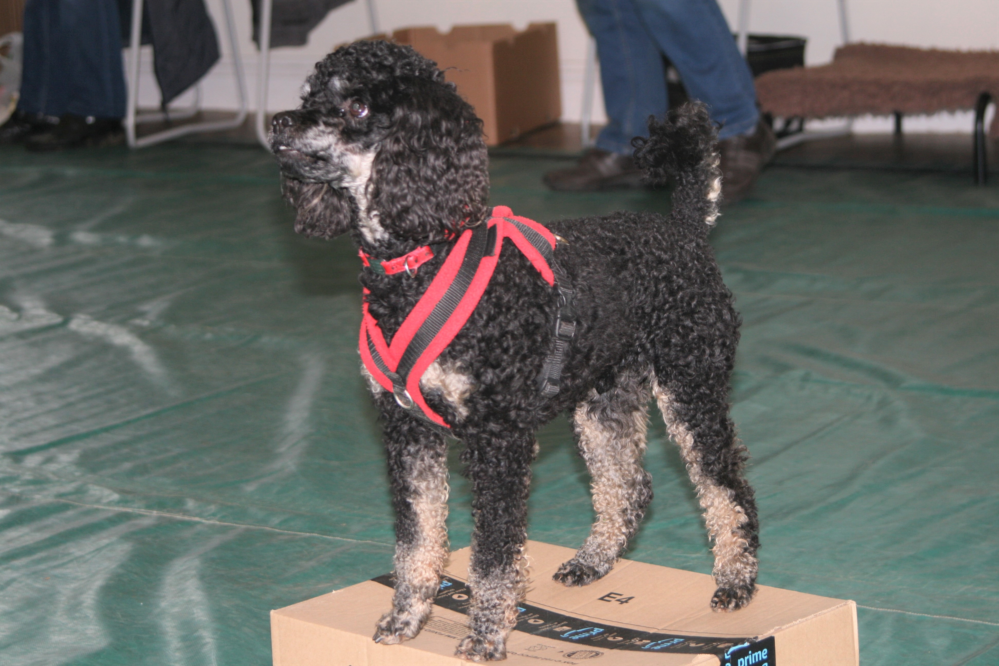 All Action Dog - All Action Dog