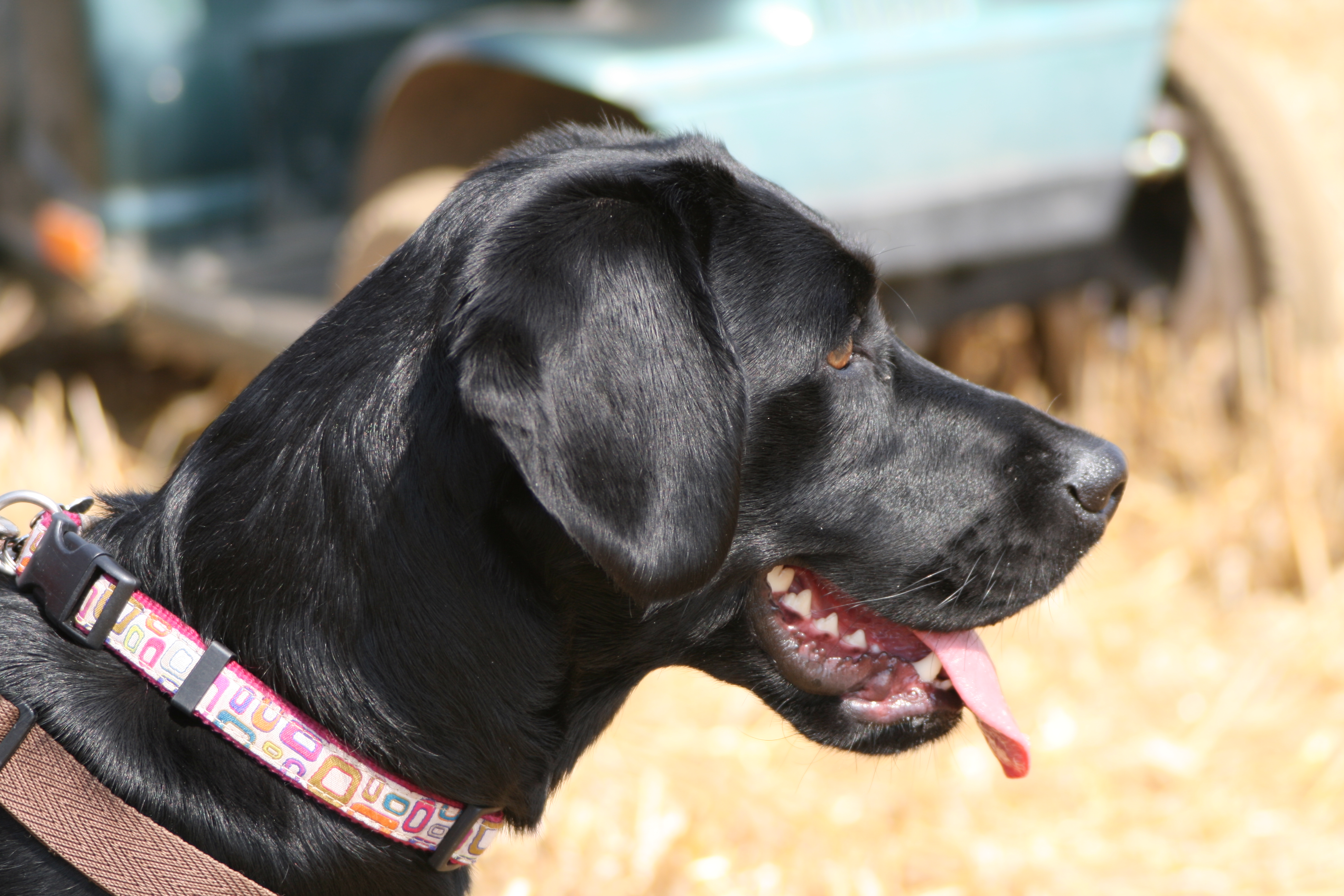 All Action Dog - All Action Dog