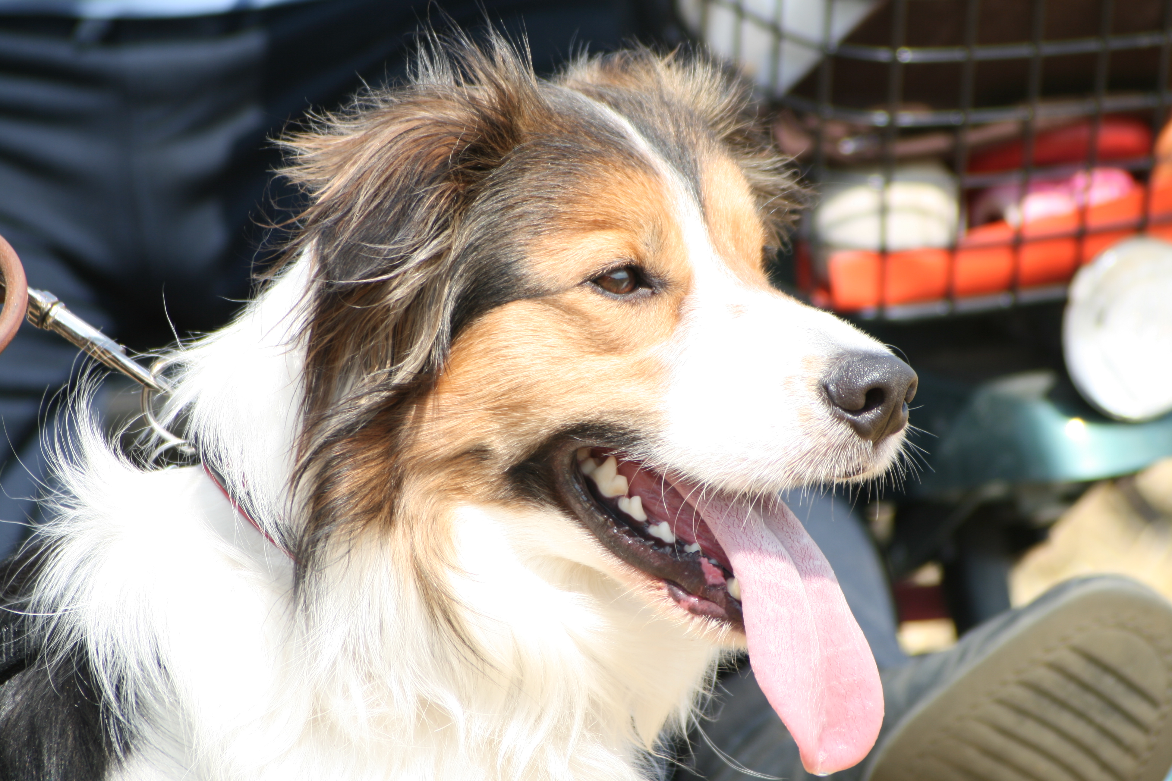 All Action Dog - All Action Dog