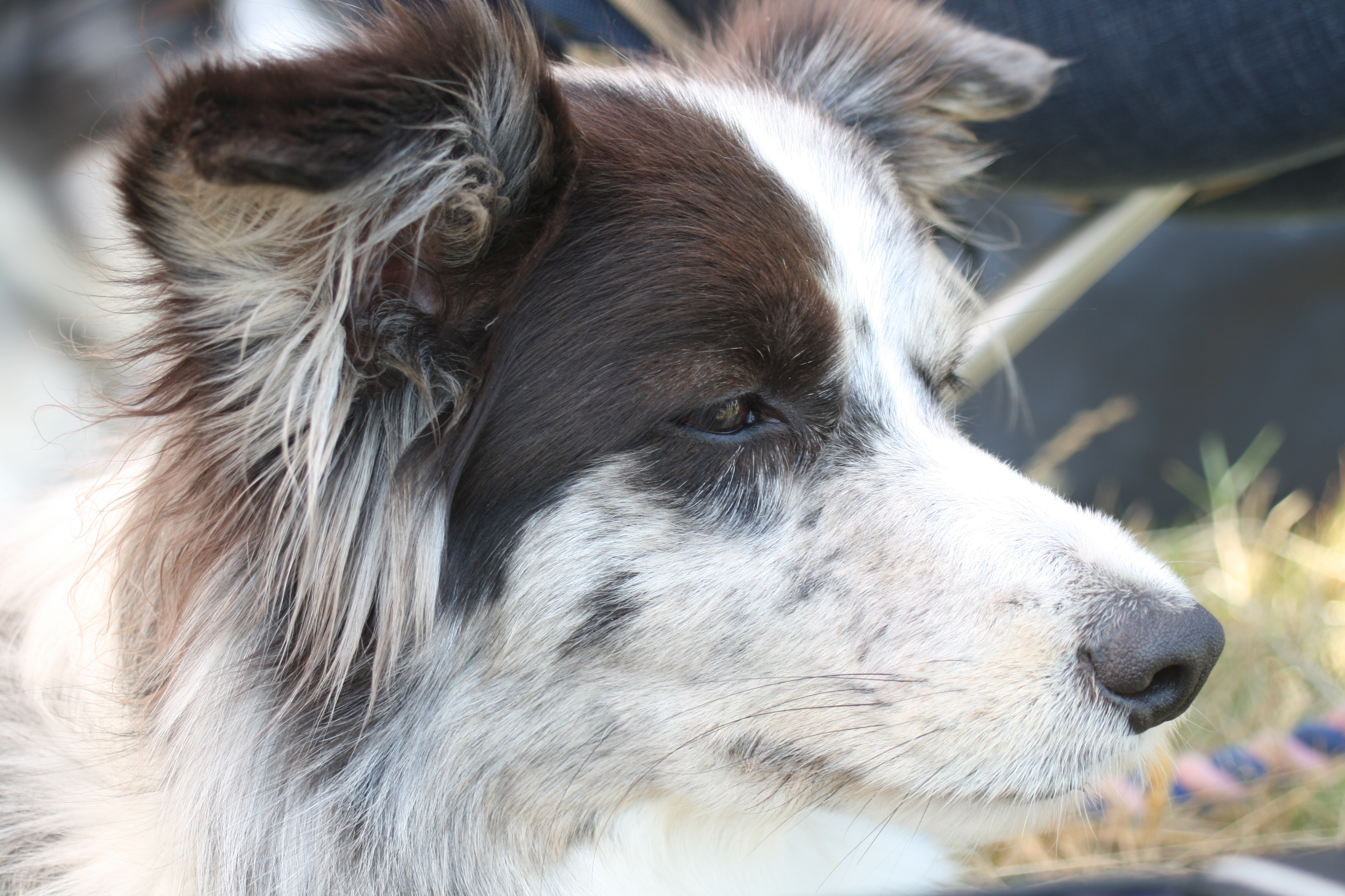 All Action Dog - All Action Dog